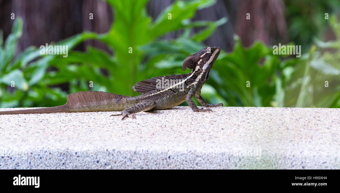 Jesus christ lizard male hi-res stock photography and images - Alamy