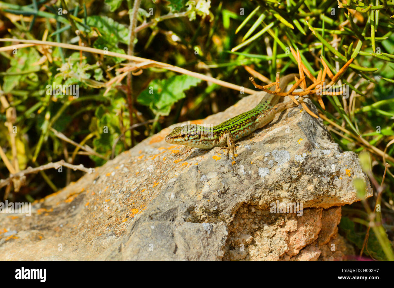 Ibiza wall lizard podarcis pityusensis hi-res stock photography and ...