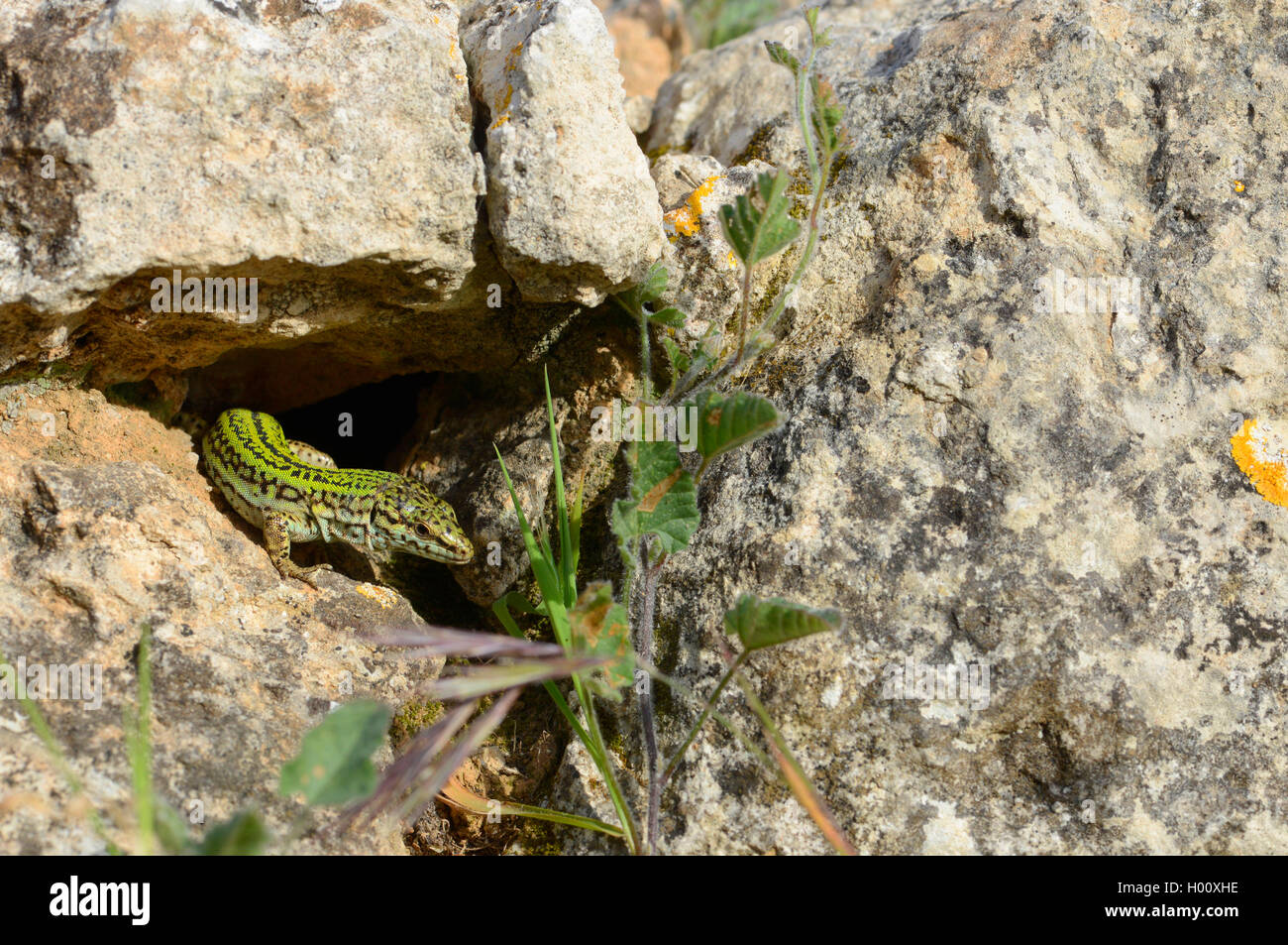 Ibiza wall lizard (Podarcis pityusensis, Lacerta pityusensis), male in ...