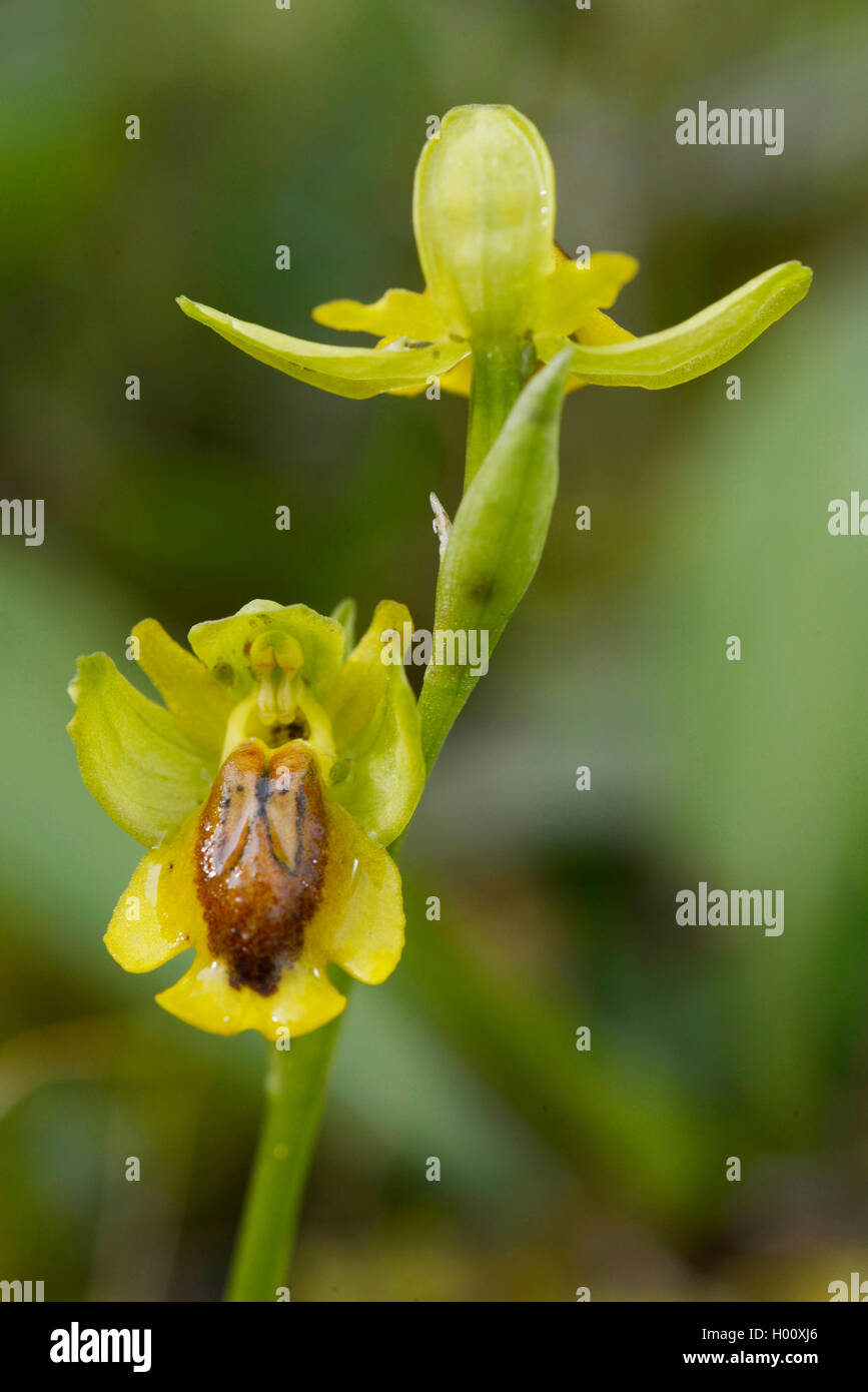 Yellow Bee Orchid Ophrys Lutea High Resolution Stock Photography and ...