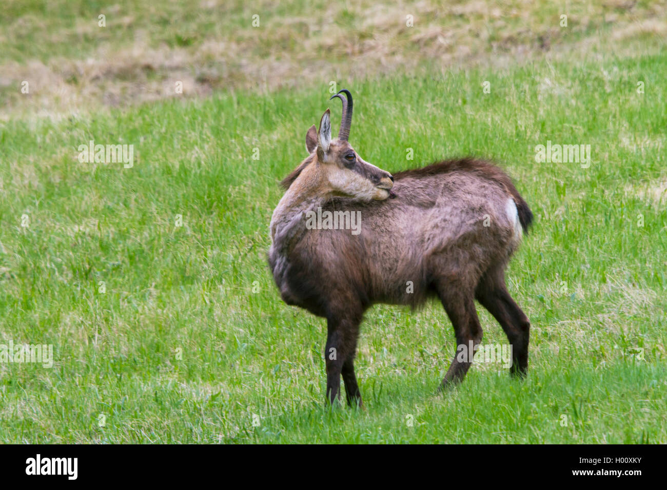 Gemse Gamswild Rupicapra Rupicapra Steht Stock Photos & Gemse Gamswild ...