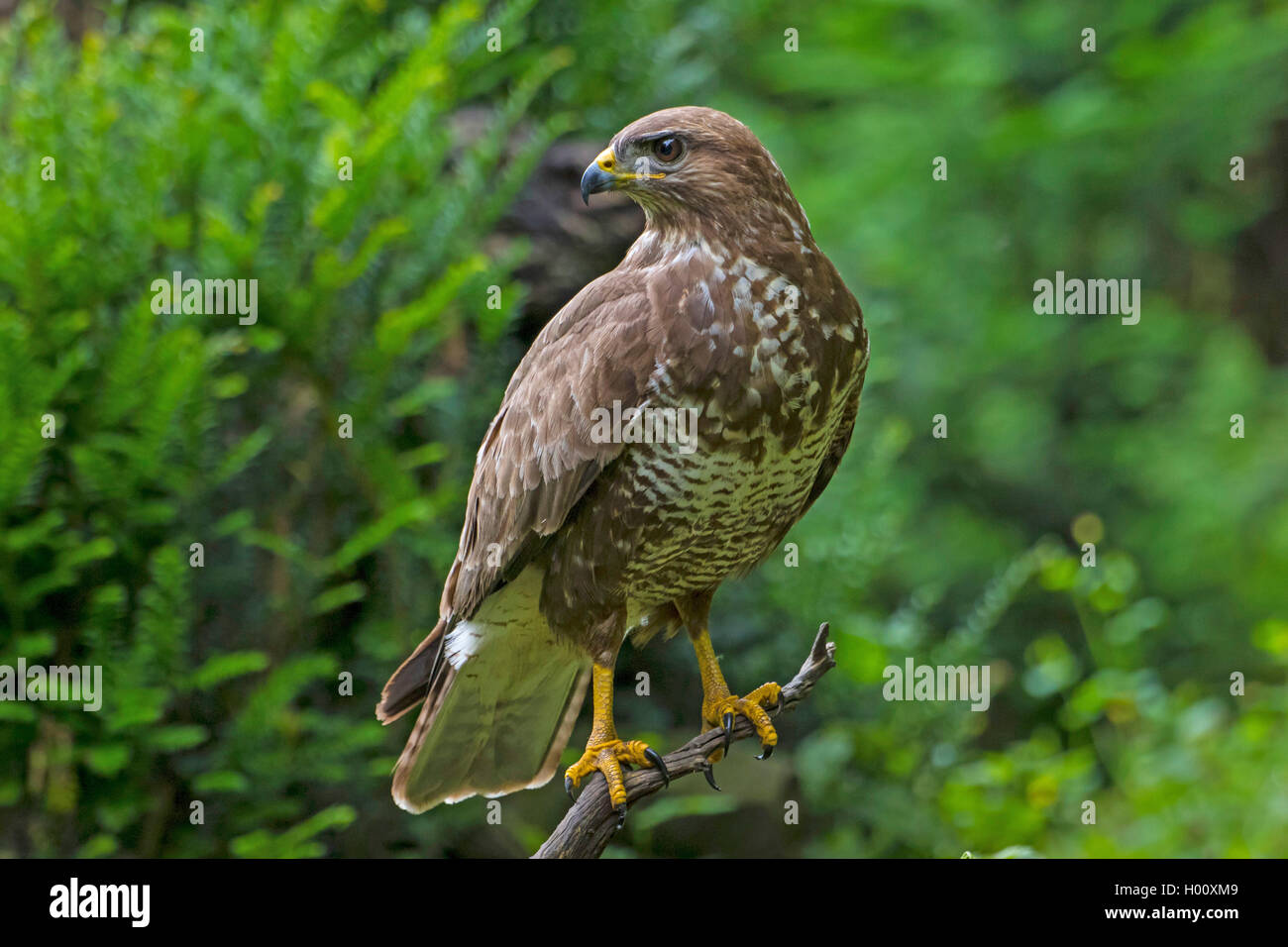 Eurasian buzzard (Buteo buteo), sitting on a branch and looking back ...