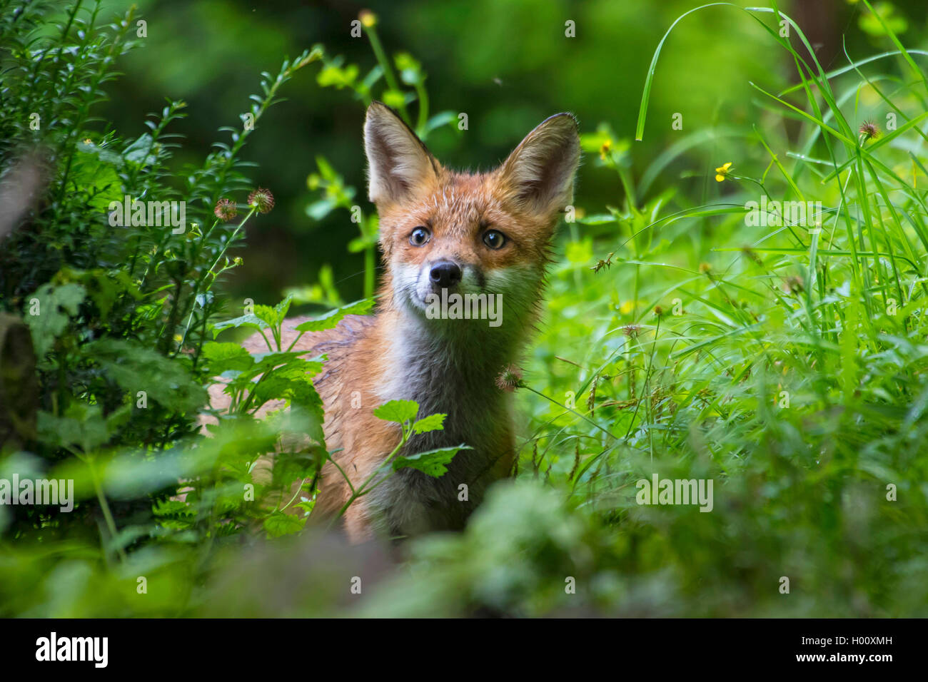 Rot Fuchs High Resolution Stock Photography and Images - Alamy