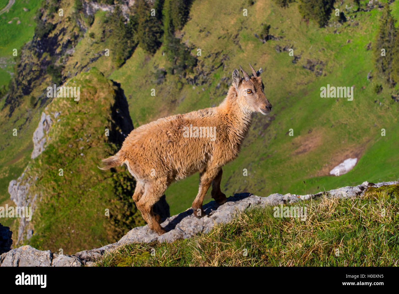 The ibex in nature standing on a cliff in the hi-res stock photography ...