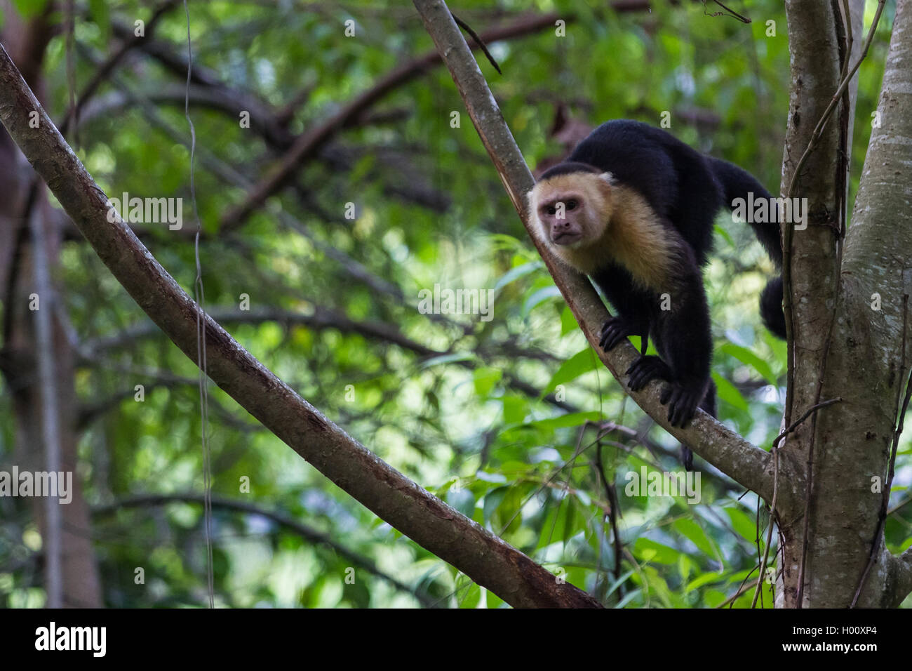 wild white faced monkeys in the trees of the south Pacific Jungle in ...