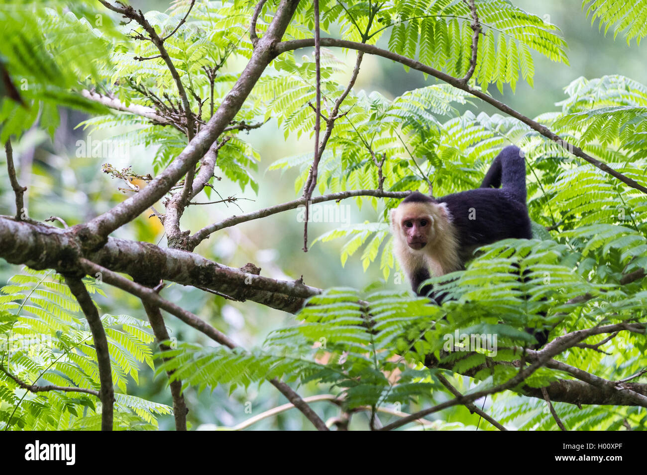wild white faced monkeys in the trees of the south Pacific Jungle in ...