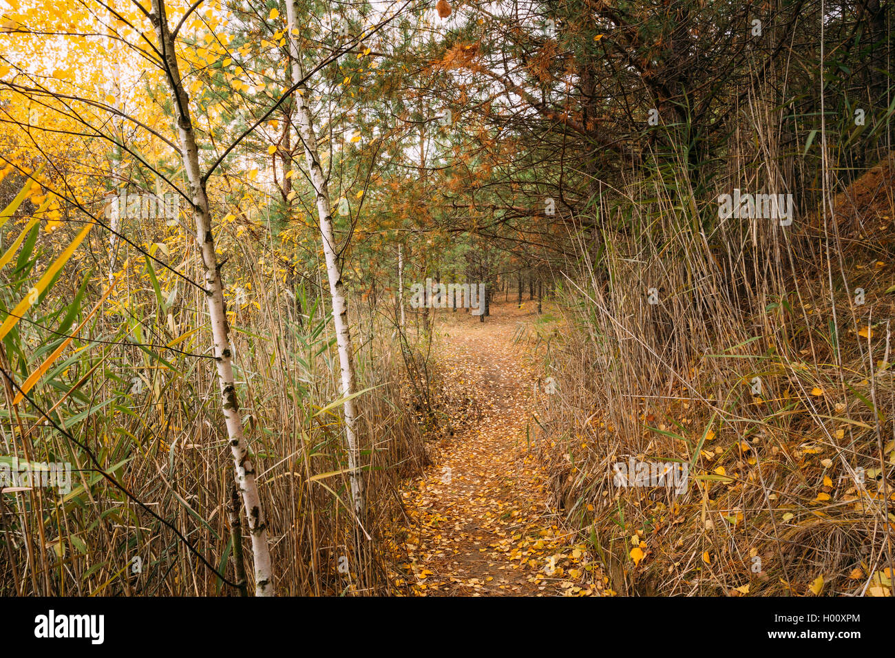 Path way pathway hi-res stock photography and images - Alamy