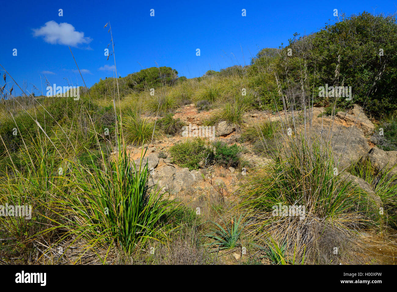 Garigue hi-res stock photography and images - Alamy