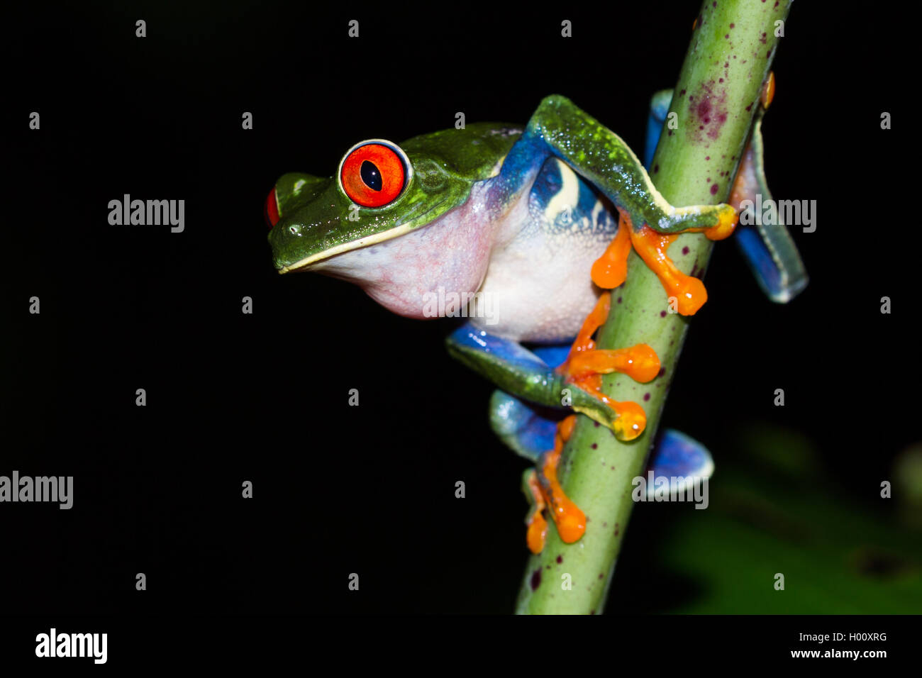 close up of a wild red eyed tree frog at night in a tropical setting ...