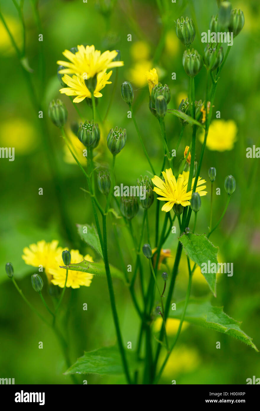 common nipplewort (Lapsana communis), blooming, Germany, Bavaria ...