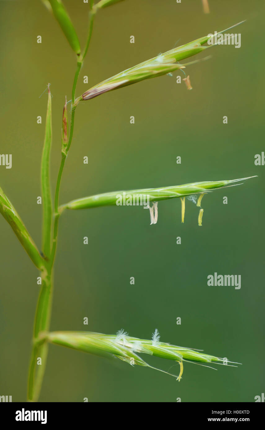 Wind pollination grasses hi-res stock photography and images - Alamy