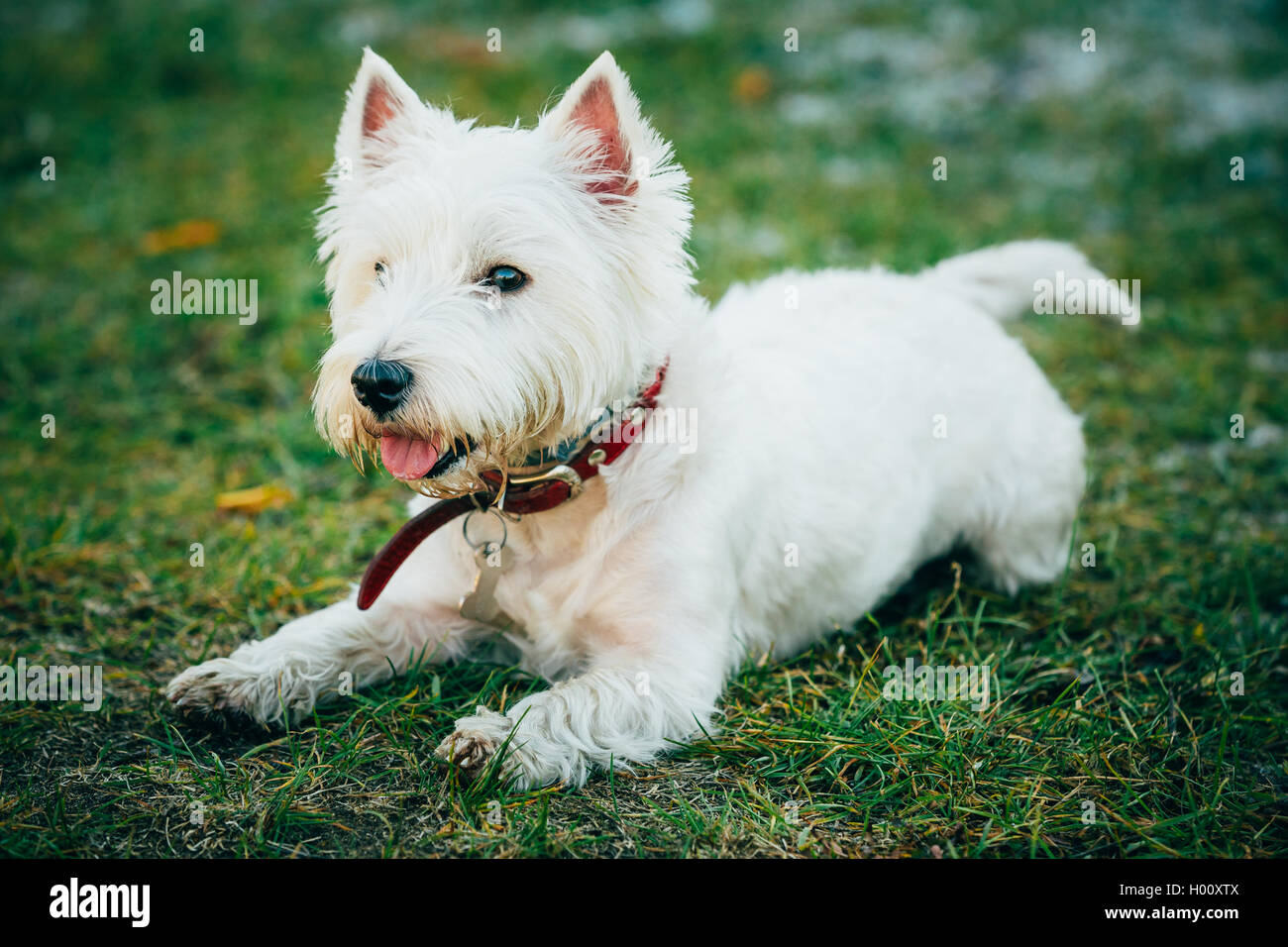 Westie in the grass hi-res stock photography and images - Alamy