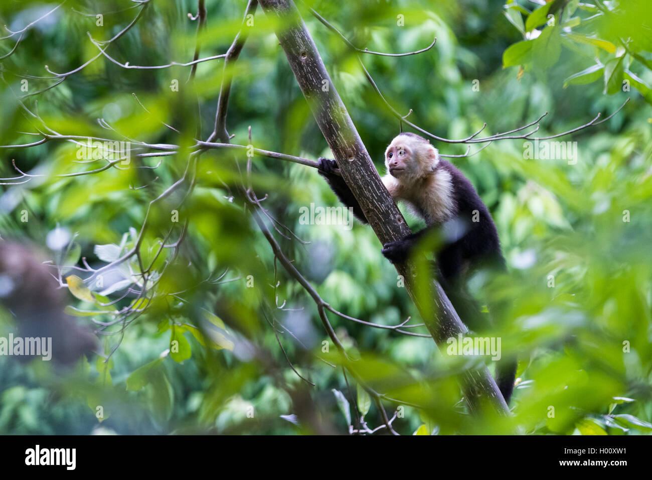wild white faced monkeys in the trees of the south Pacific Jungle in ...