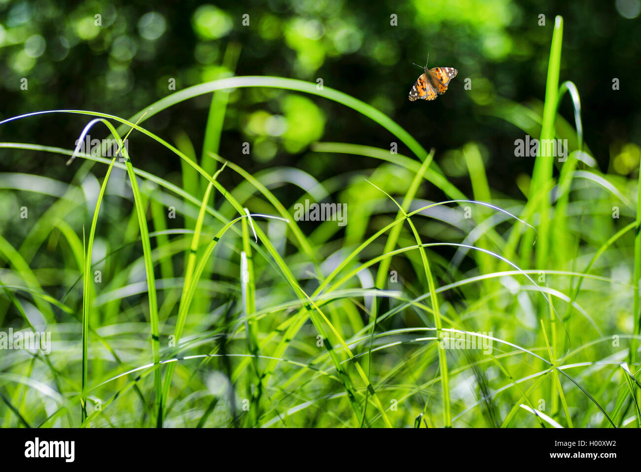 Painted lady (Cynthia cardui, Vanessa cardui, Pyrameis cardui), flying ...