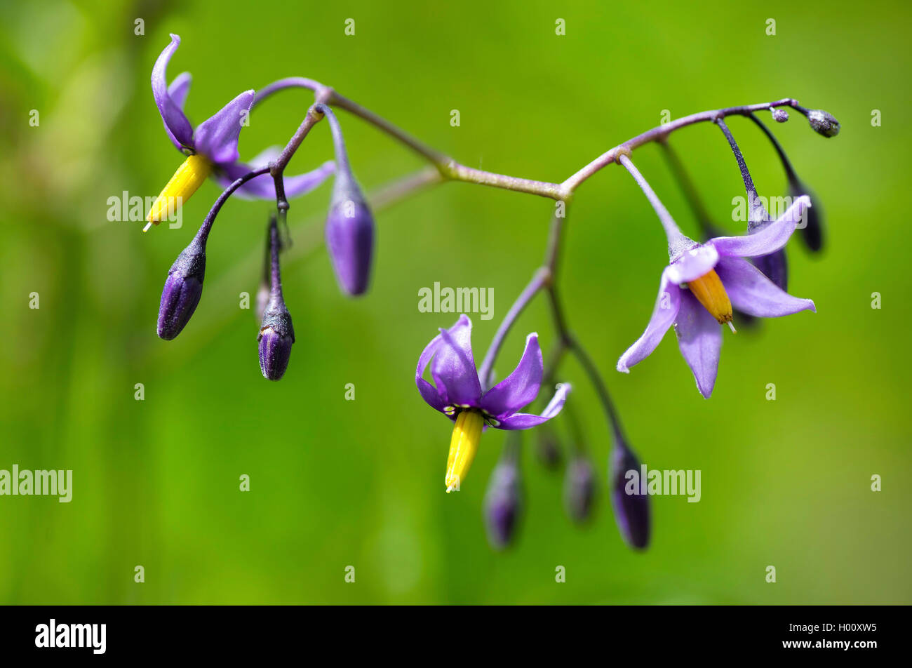 Climbing Nightshade High Resolution Stock Photography and Images - Alamy