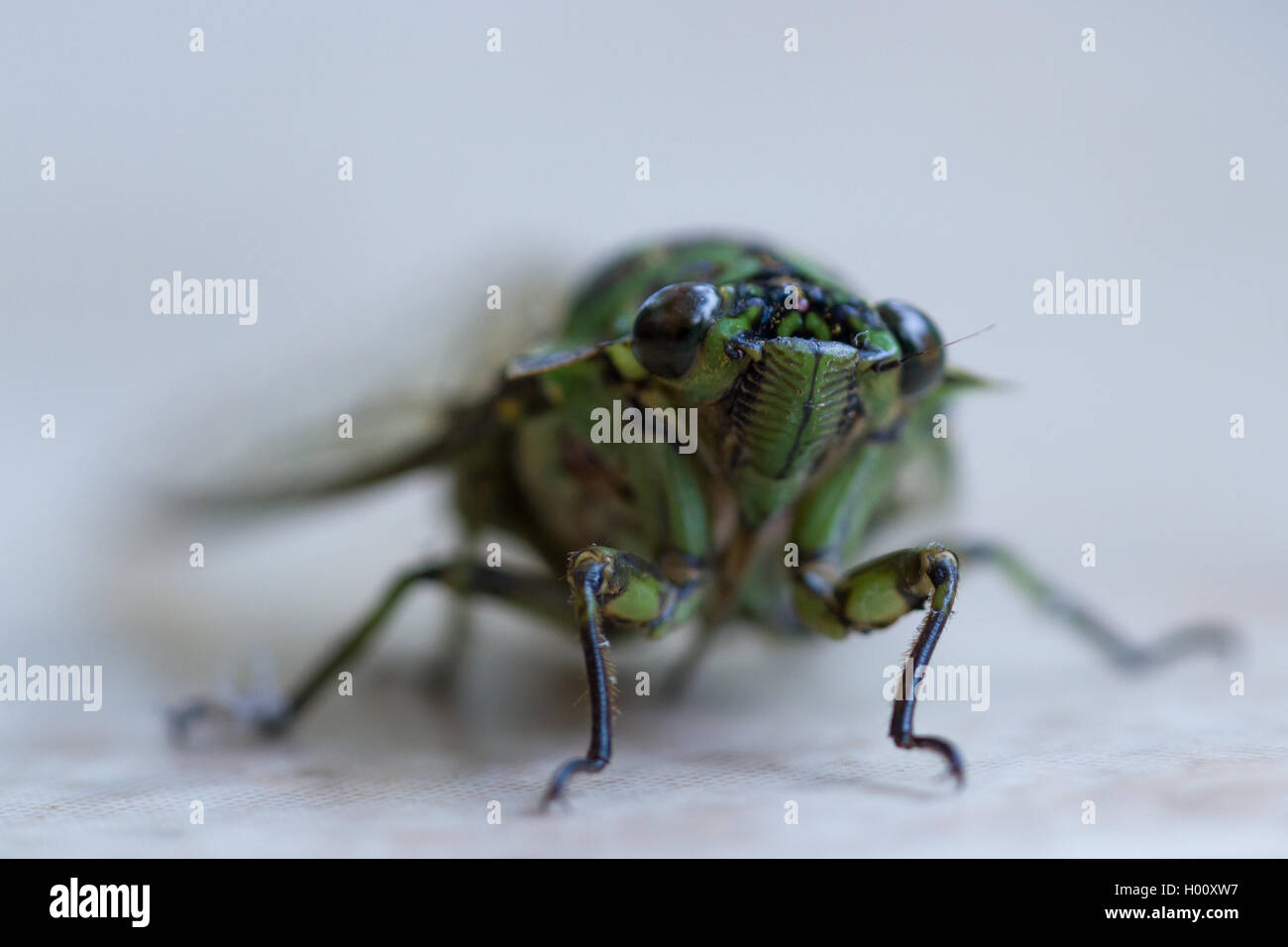 Insect life in rainforest hi-res stock photography and images - Alamy