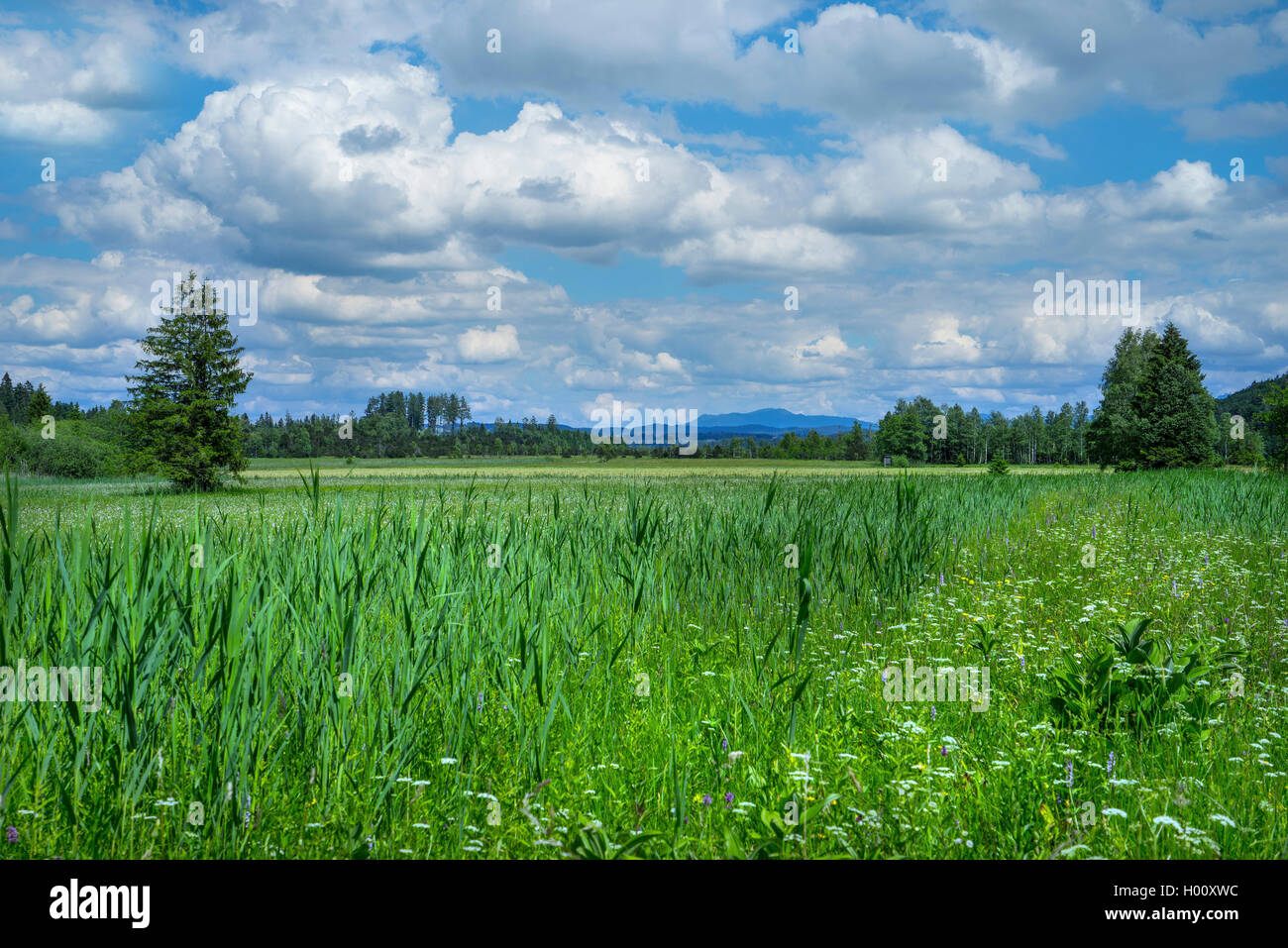 Murnauer moos summer hi-res stock photography and images - Alamy
