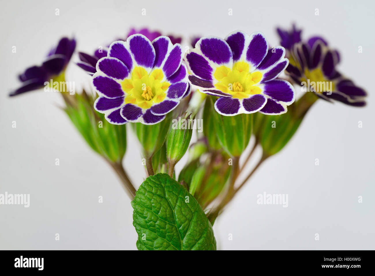 Silver lace black primrose hi-res stock photography and images - Alamy