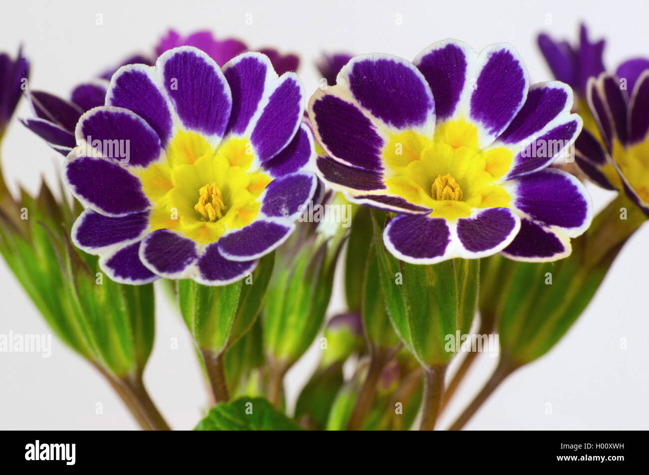 cowslip, primrose (Primula 'Silver Lace Black', Primula Silver Lace ...