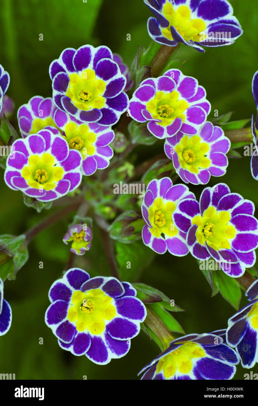 Silver lace primrose hi-res stock photography and images - Alamy