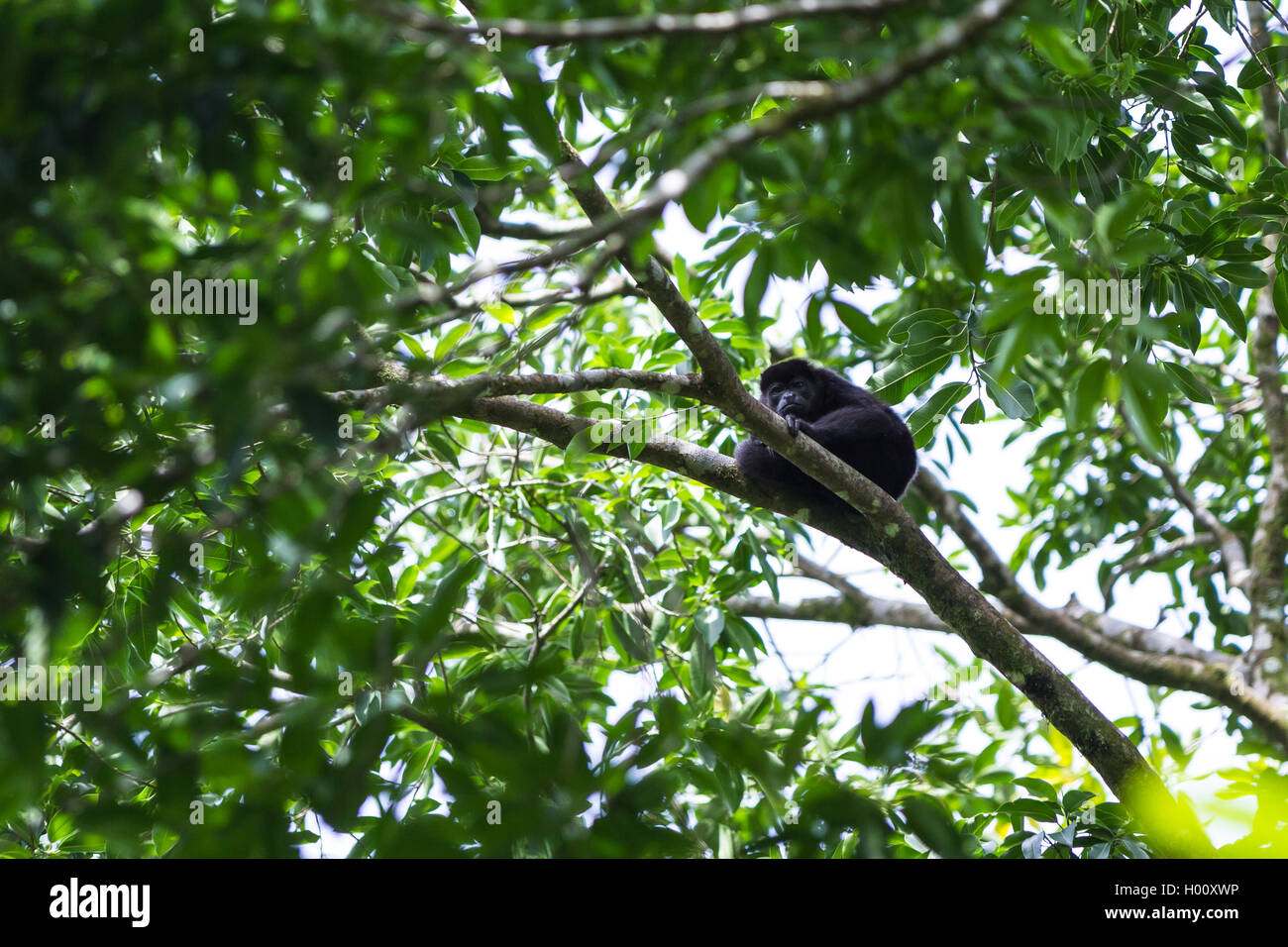road side natural scene in San Carlos, Costa Rica with howler monkeys ...
