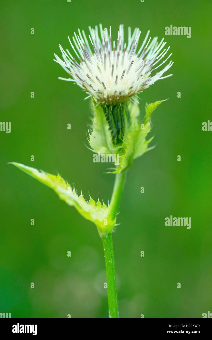 cabbage thistle (Cirsium oleraceum), flower, Germany, Bavaria ...