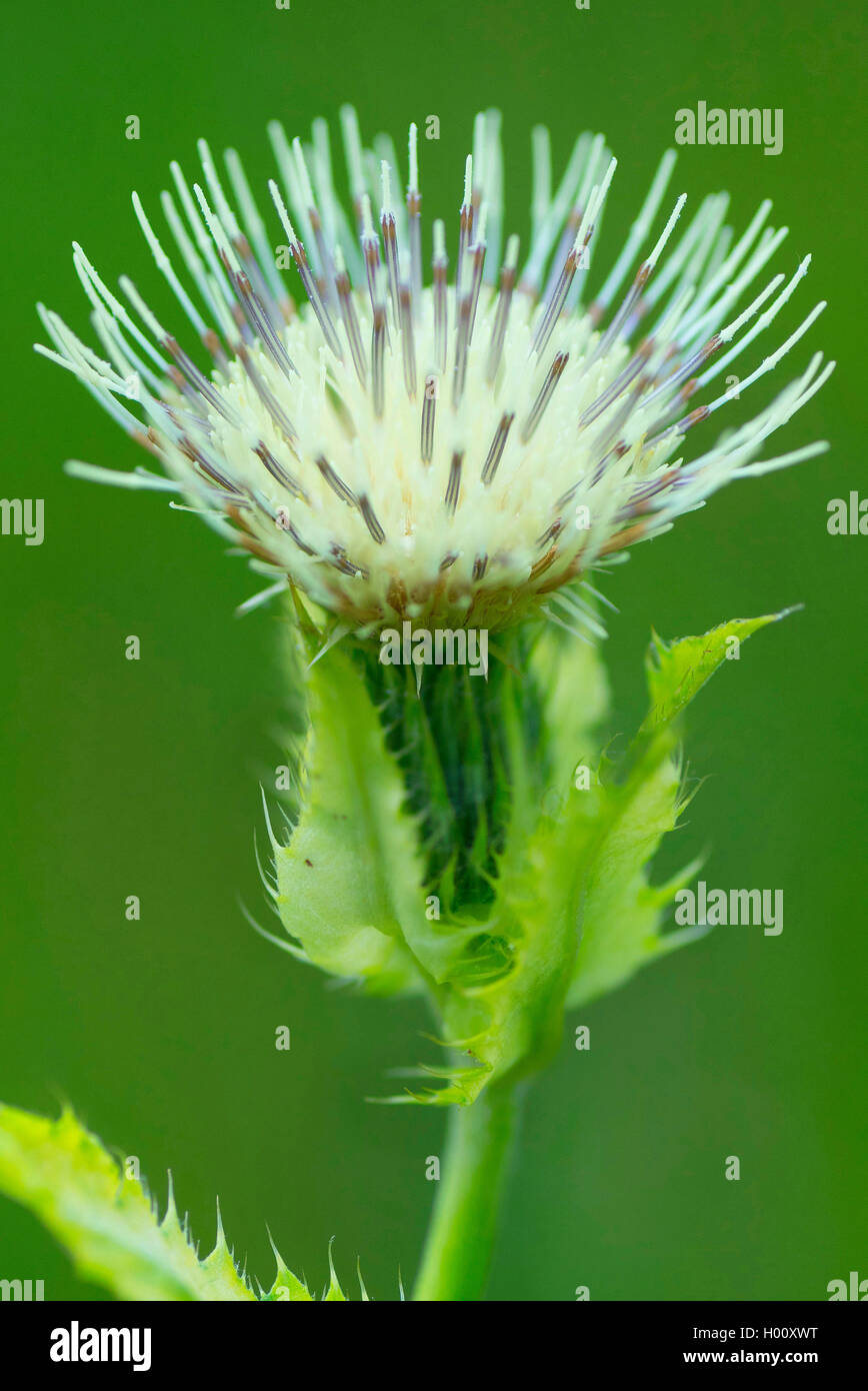 cabbage thistle (Cirsium oleraceum), inflorescence, Germany, Bavaria ...