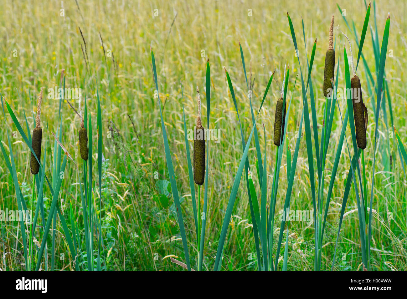 common cattail, broad-leaved cattail, broad-leaved cat's tail, great ...