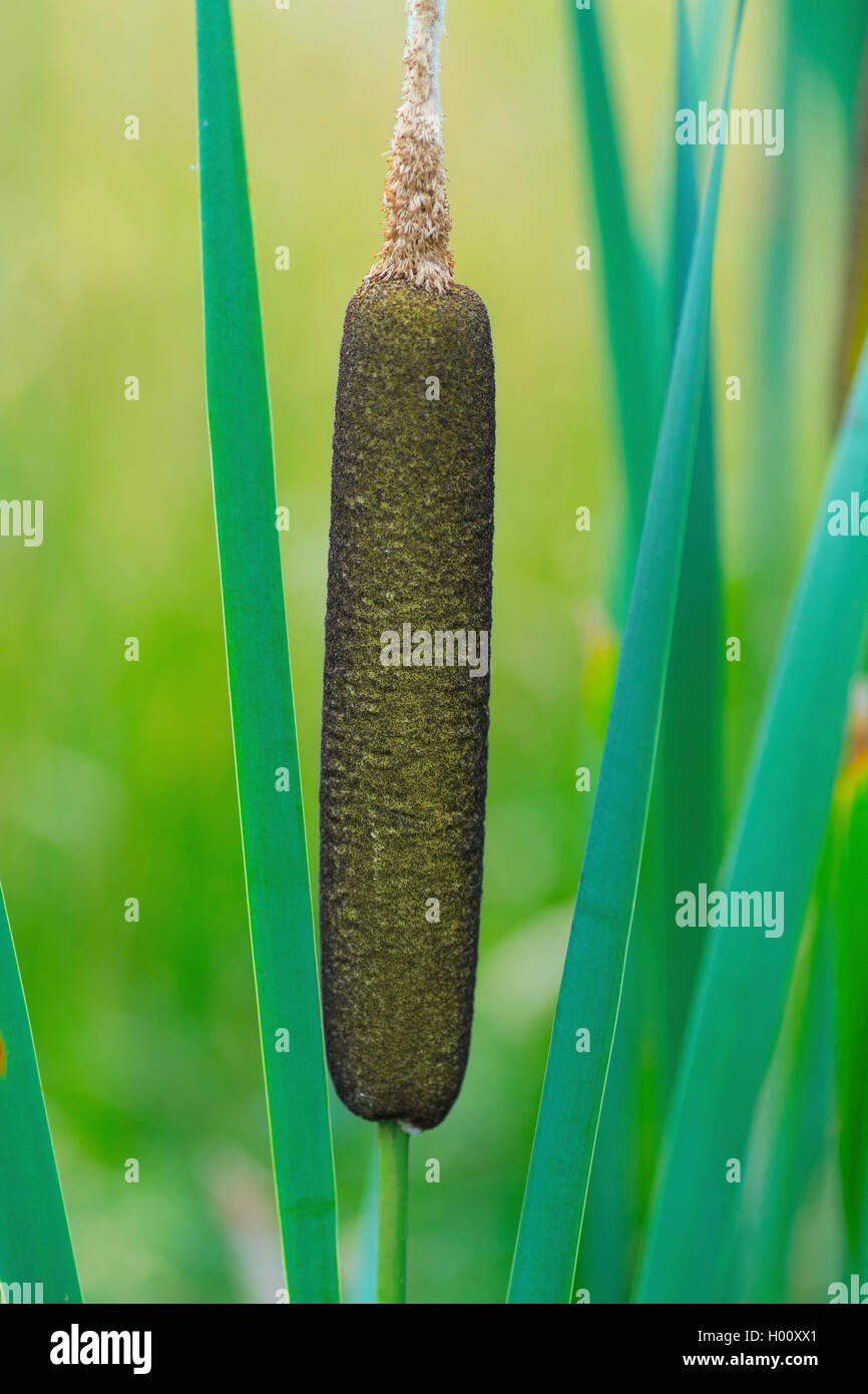 common cattail, broad-leaved cattail, broad-leaved cat's tail, great ...