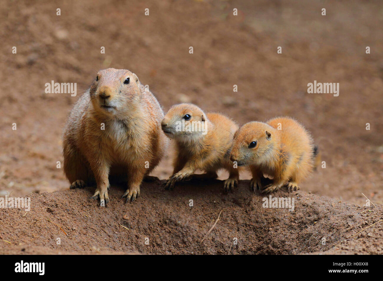 Adult with pups hi-res stock photography and images - Alamy