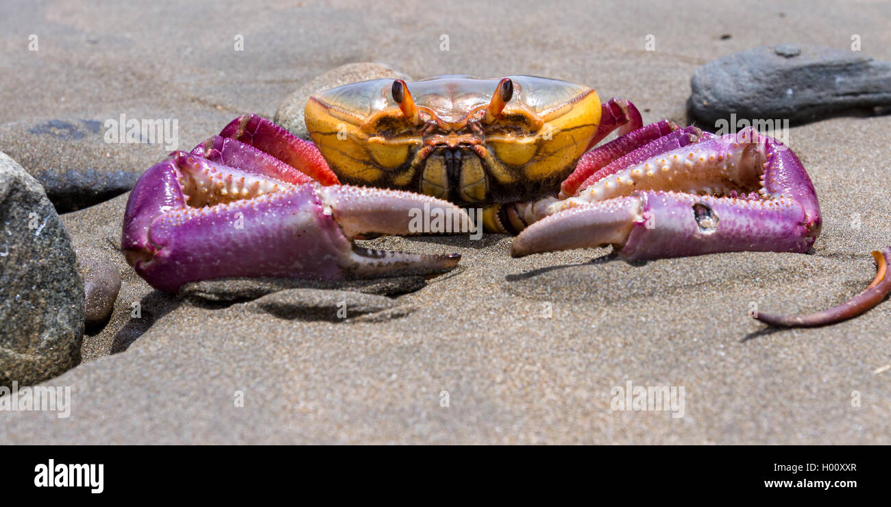 close up of a crab with a yellow body and purple claws on a tropical ...