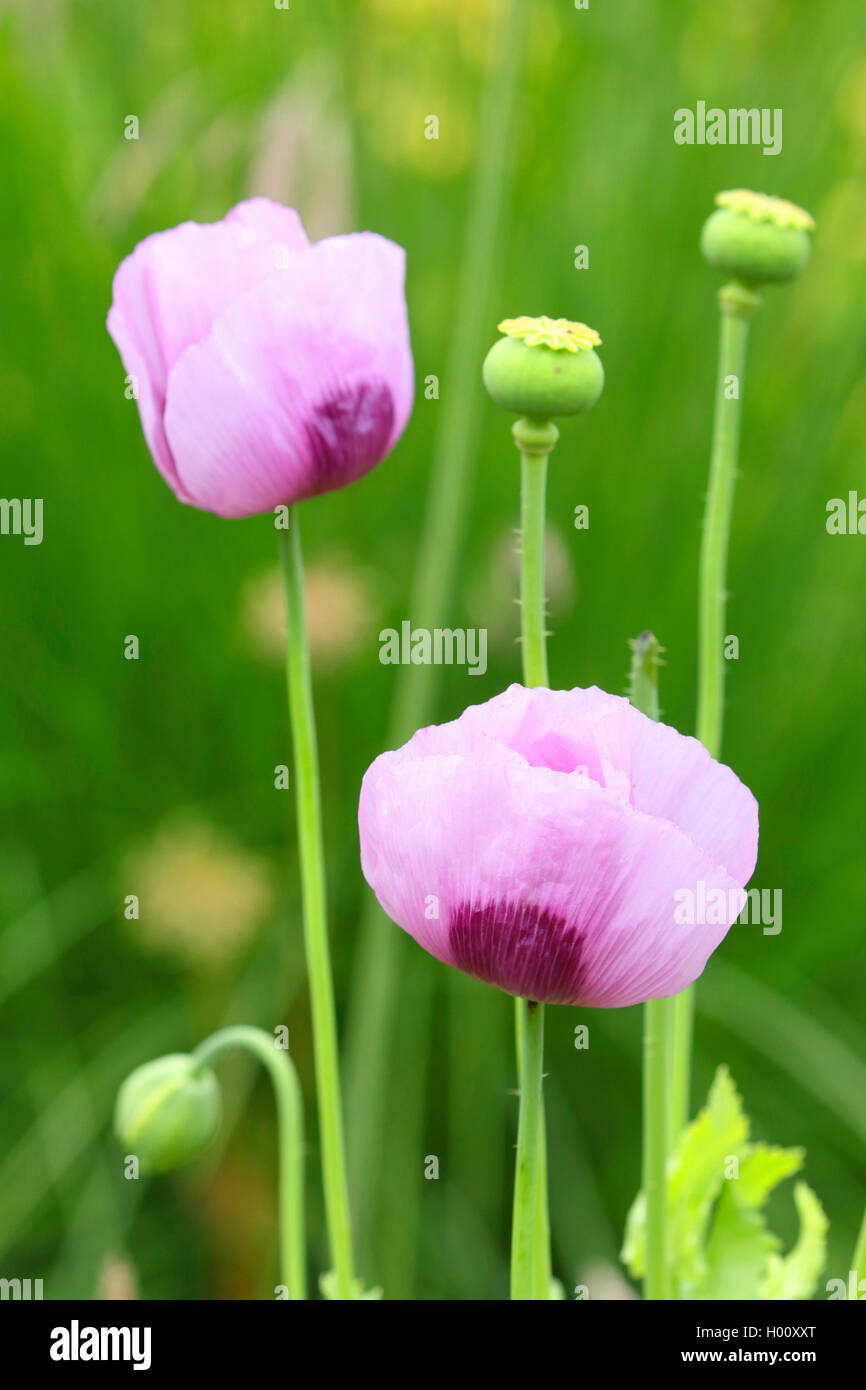 opium poppy (Papaver somniferum), flowers and young fruits Stock Photo ...