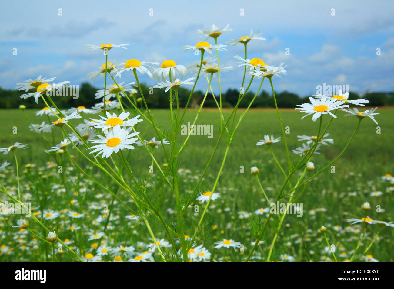 Scentless mayweed, Scentless chamomile (Tripleurospermum perforatum ...