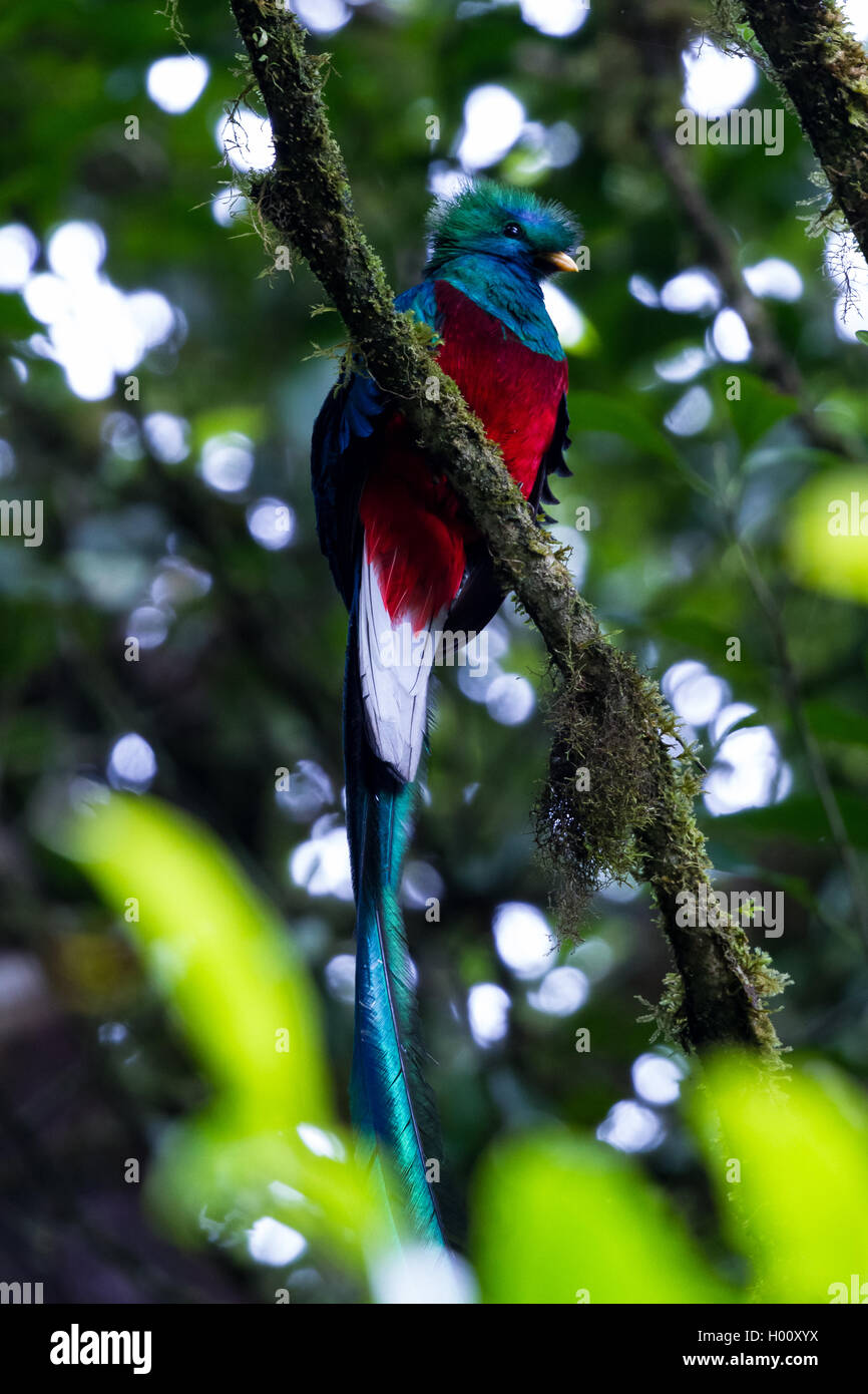 Resplendent quetzal perched on a tree in the cloud forest of Monteverde ...