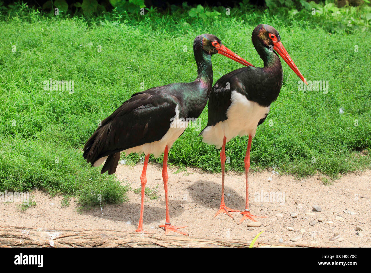 black stork (Ciconia nigra), two storks standing on sandy ground ...