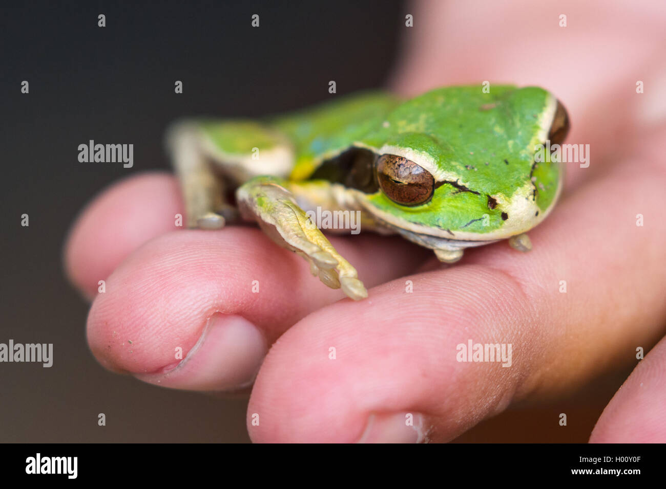 Tree frog in finger hi-res stock photography and images - Alamy