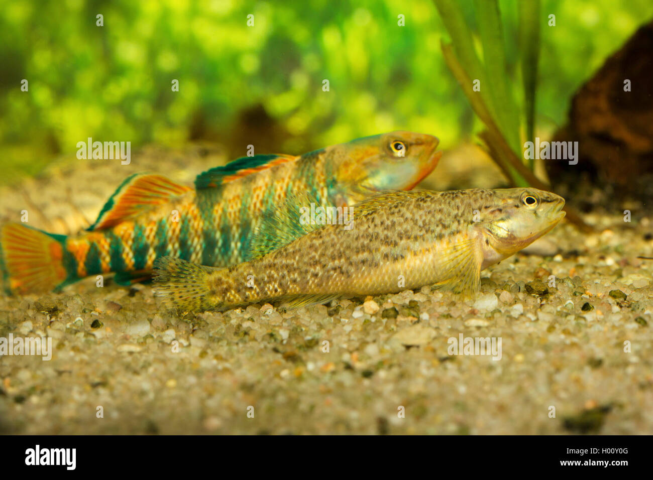 Rainbow Darter (Etheostoma caeruleum), couple with spawning colouration ...