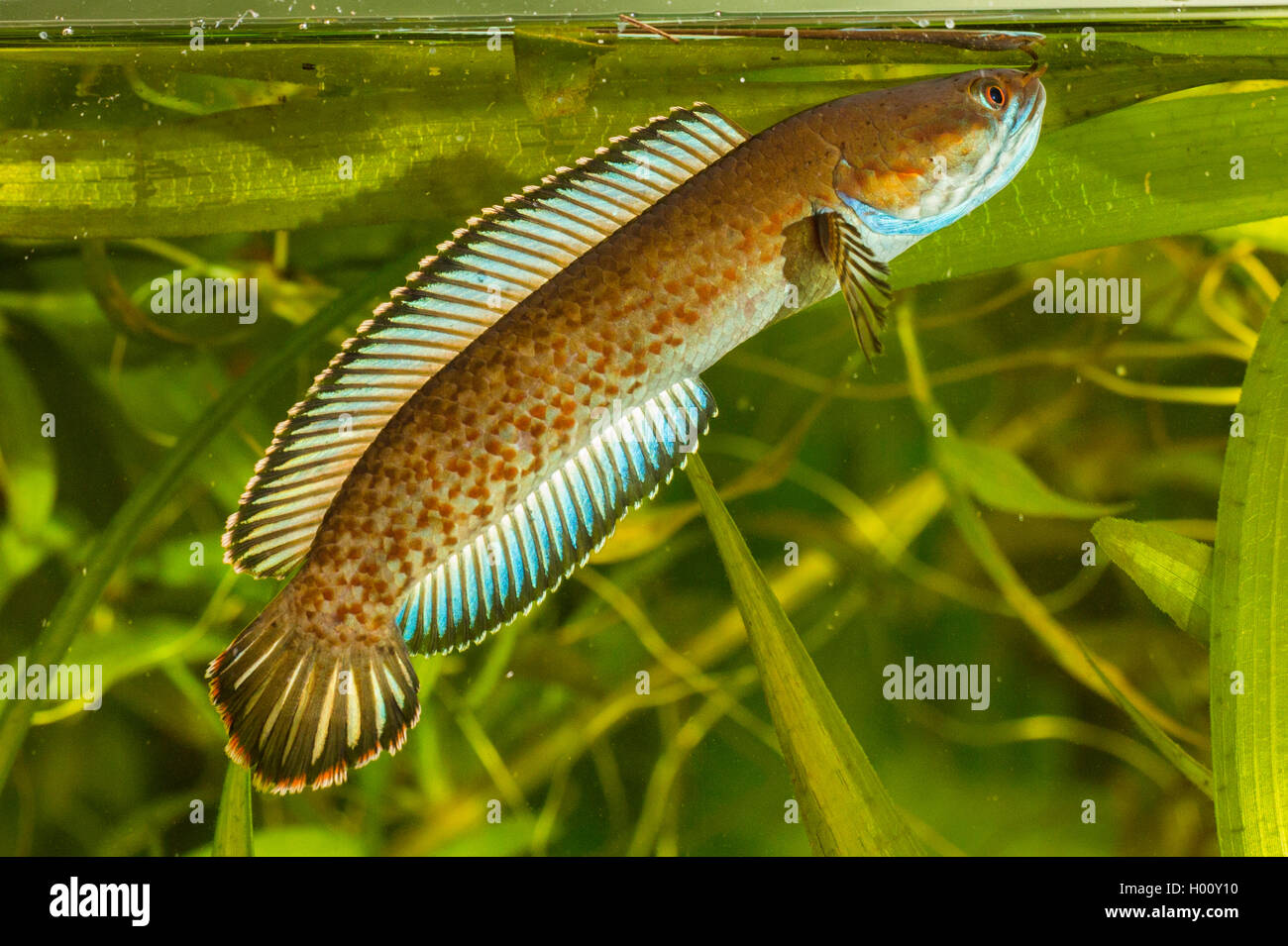 Assam lal cheng (Channa andrao, Channa spec.), mouthbreeding male Stock ...
