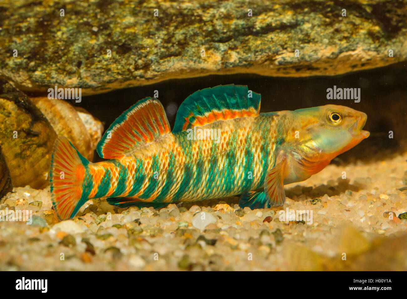 Rainbow Darter (Etheostoma caeruleum), male with nuptial colouration ...