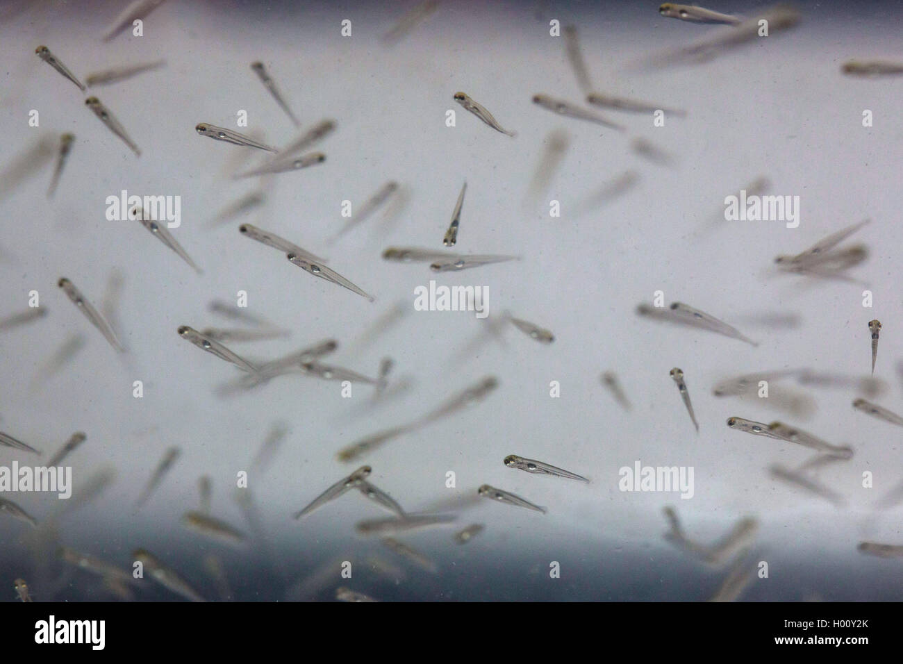 Freshwater breams hi-res stock photography and images - Alamy