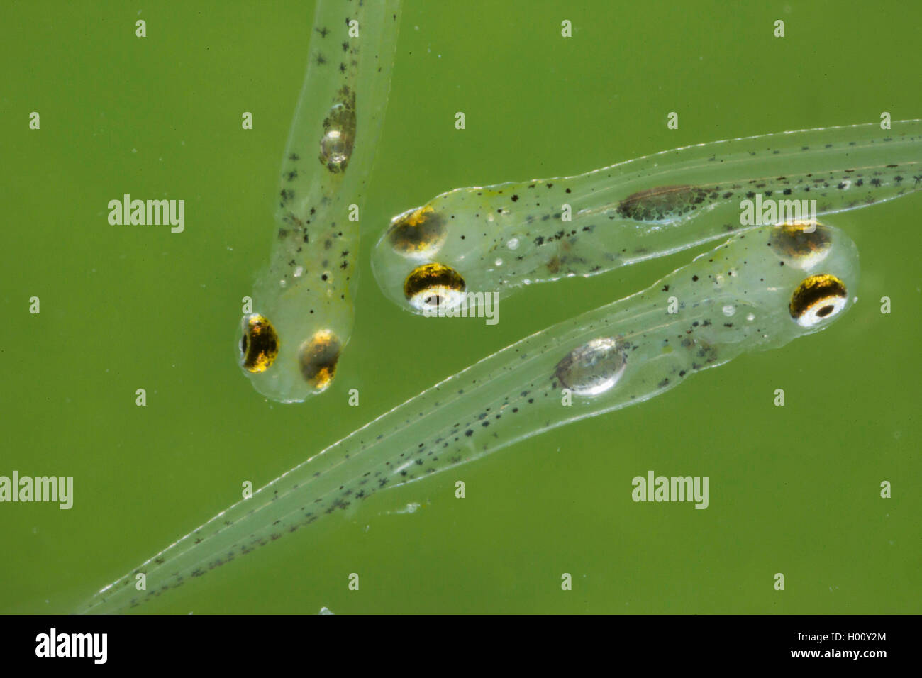 common bream, freshwater bream, carp bream (Abramis brama), larvae ...