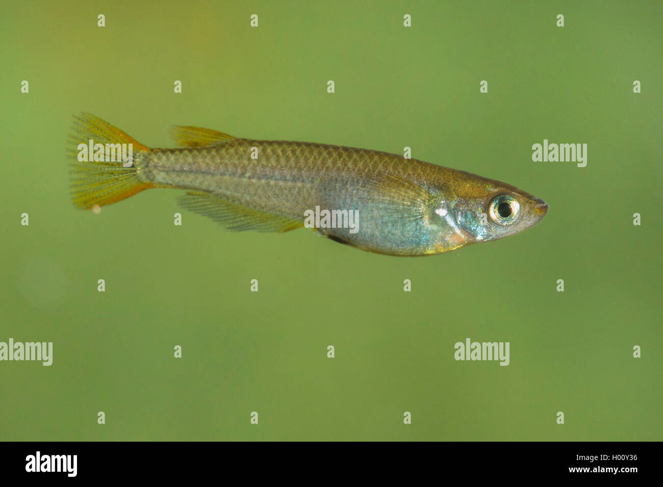 Oryzias latipes hi-res stock photography and images - Alamy