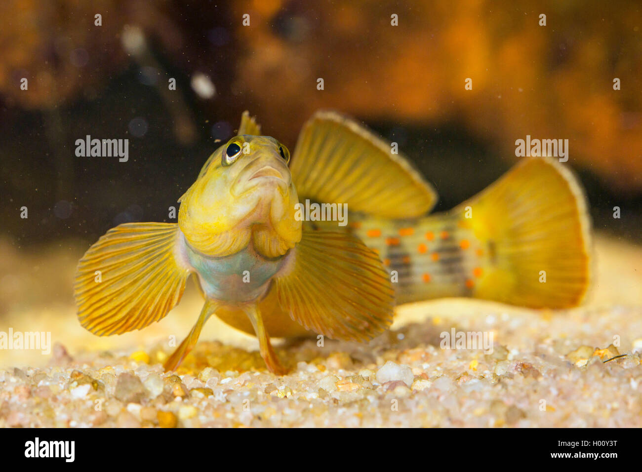 Bluebreast Darter (Etheostoma camurum), male Stock Photo - Alamy