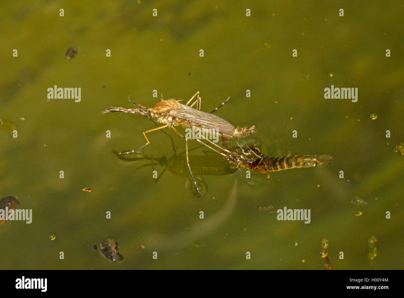 Insect hatch water hi-res stock photography and images - Alamy