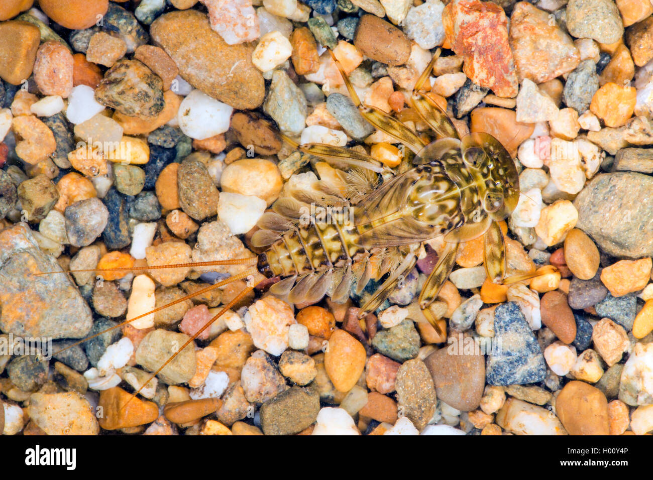 mayfly (Ephemera spec.), larva on pebble ground Stock Photo - Alamy