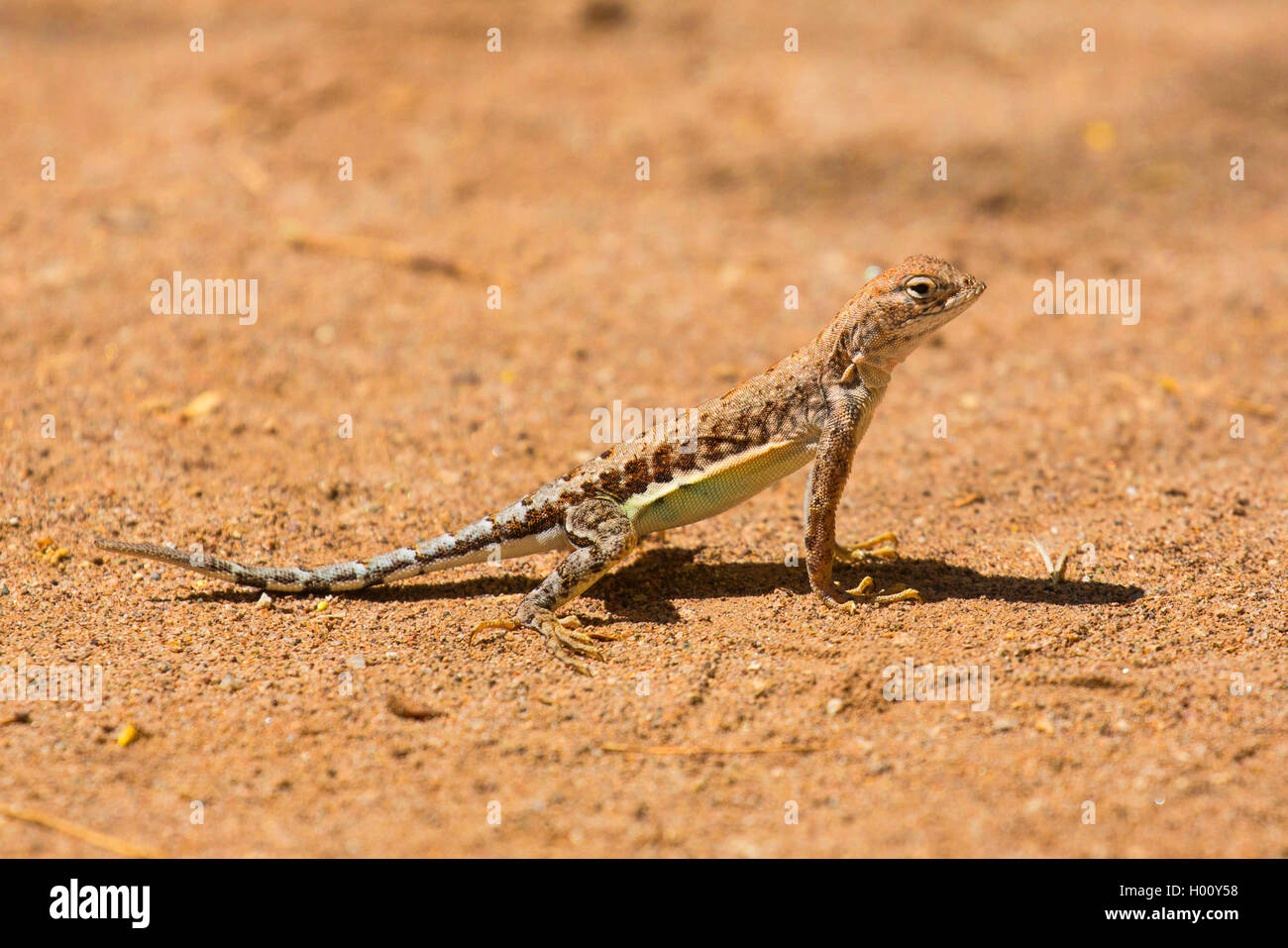 Greater earless lizard (Cophosaurus texanus), female, USA, Arizona ...