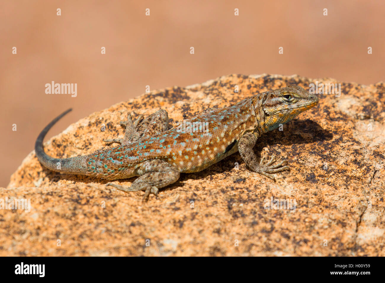 Side-blotched lizard, Common Side-blotched Lizard (Uta stansburiana ...