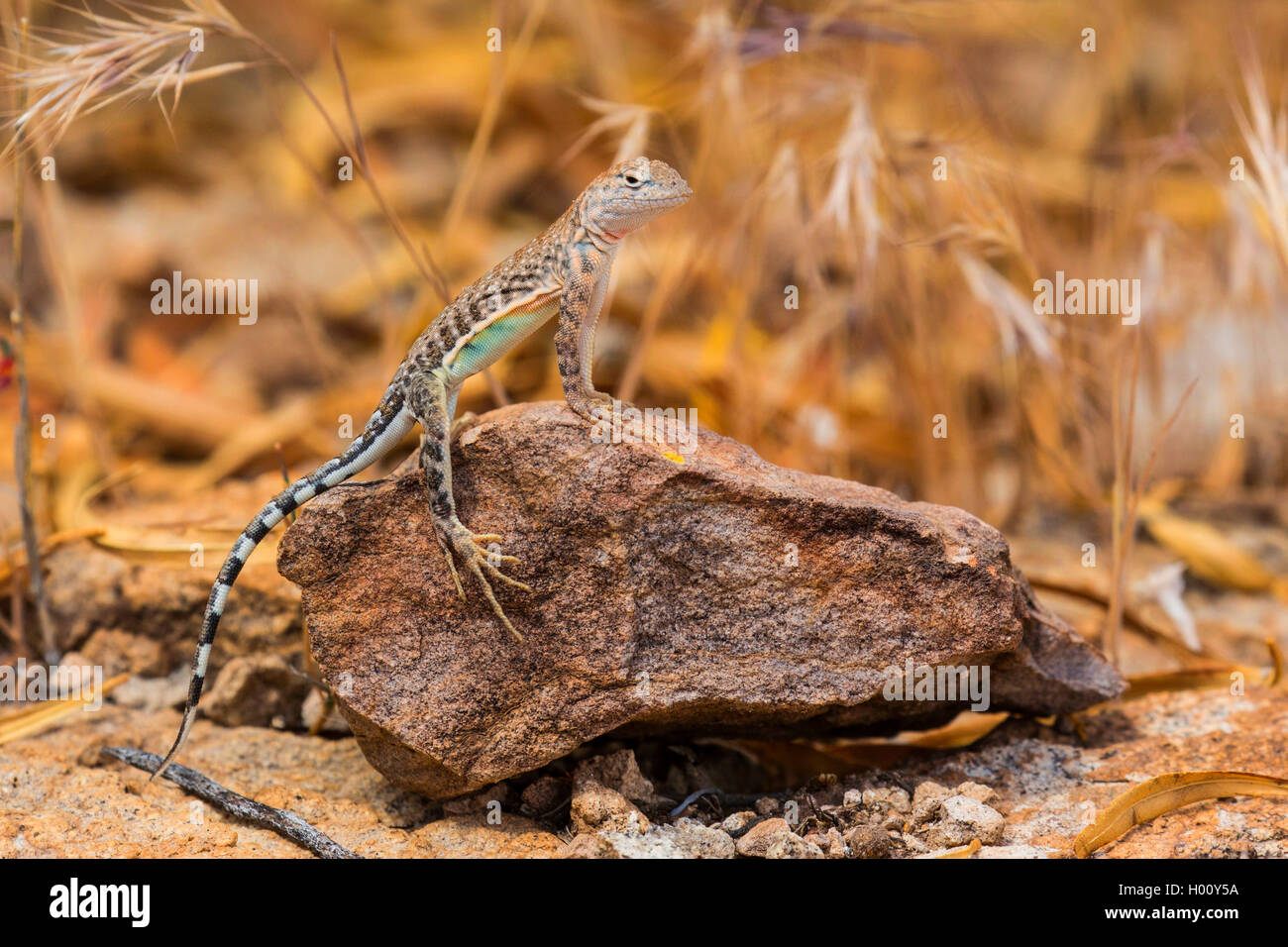 Female earless lizard hi-res stock photography and images - Alamy
