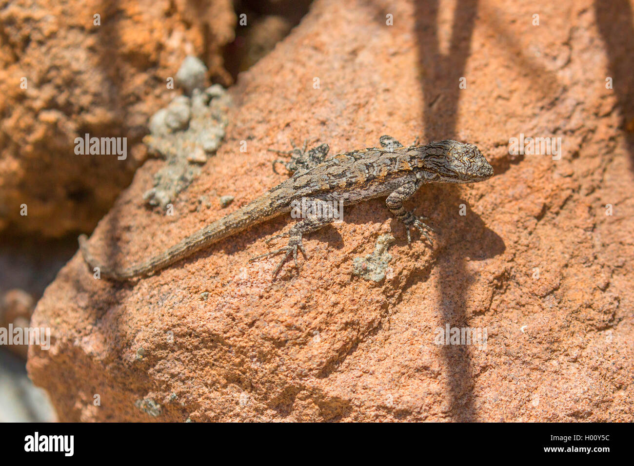 tree lizard, common tree lizard (Urosaurus ornatus), on a stone, USA ...