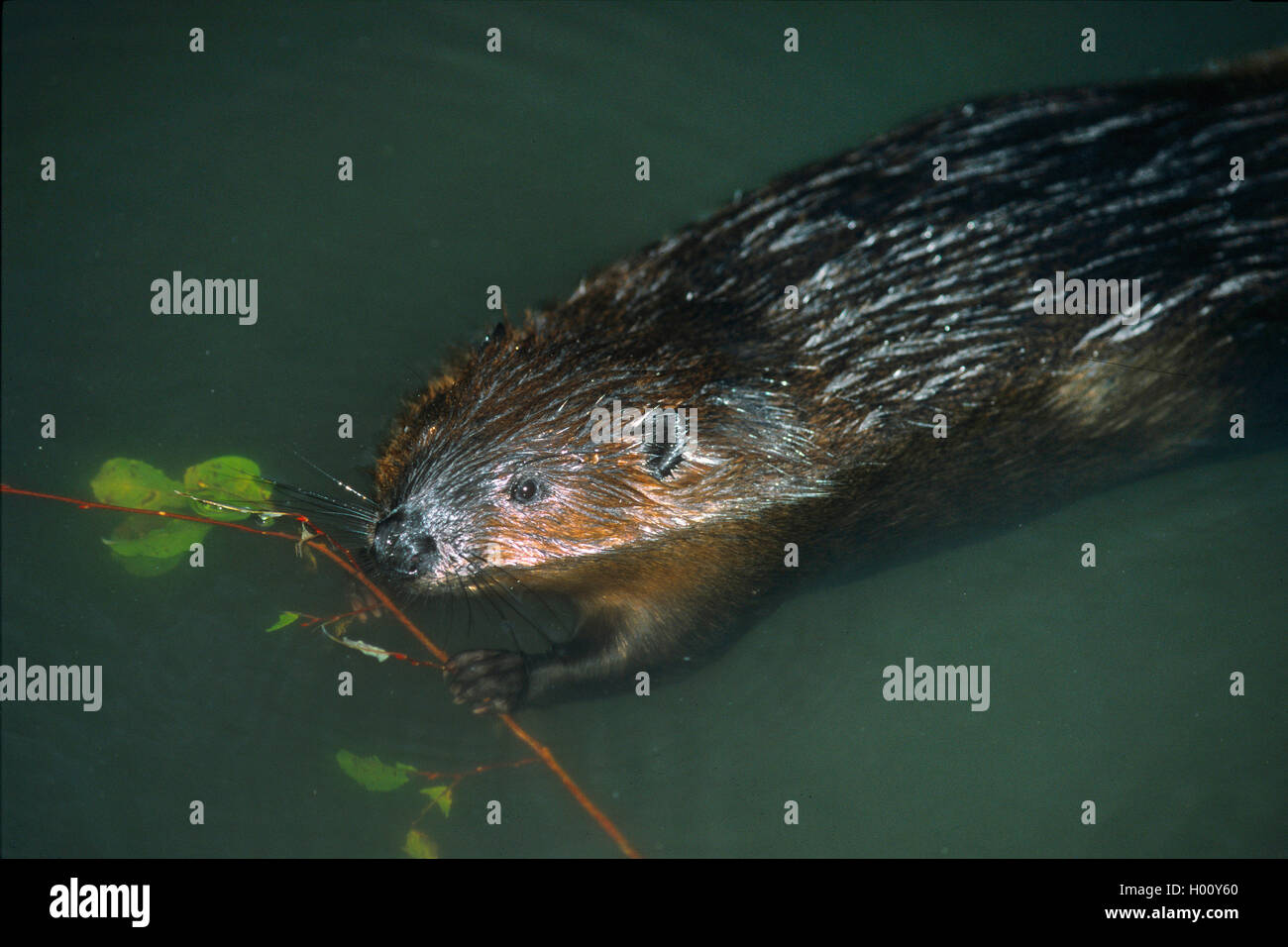 Adult beaver hi-res stock photography and images - Alamy